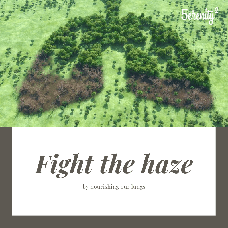 Snow Fungus Pear Chicken Soup | TCM Singapore Recommend | Fight Haze